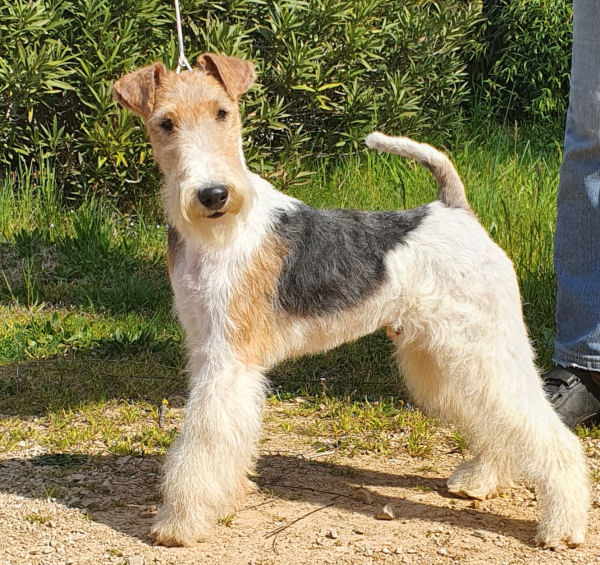 Fox Terrier - Nos mâles fox-terriers à poil dur